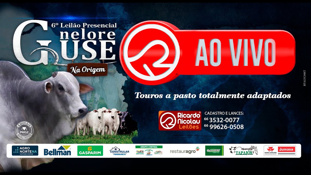 6º Leilão Presencial Nelore Guse - YouTube