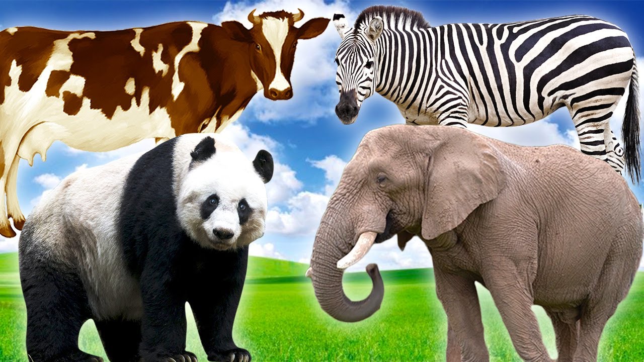 Herbivores - Cow, Elephant, Zebra, Panda - Animal sounds - YouTube