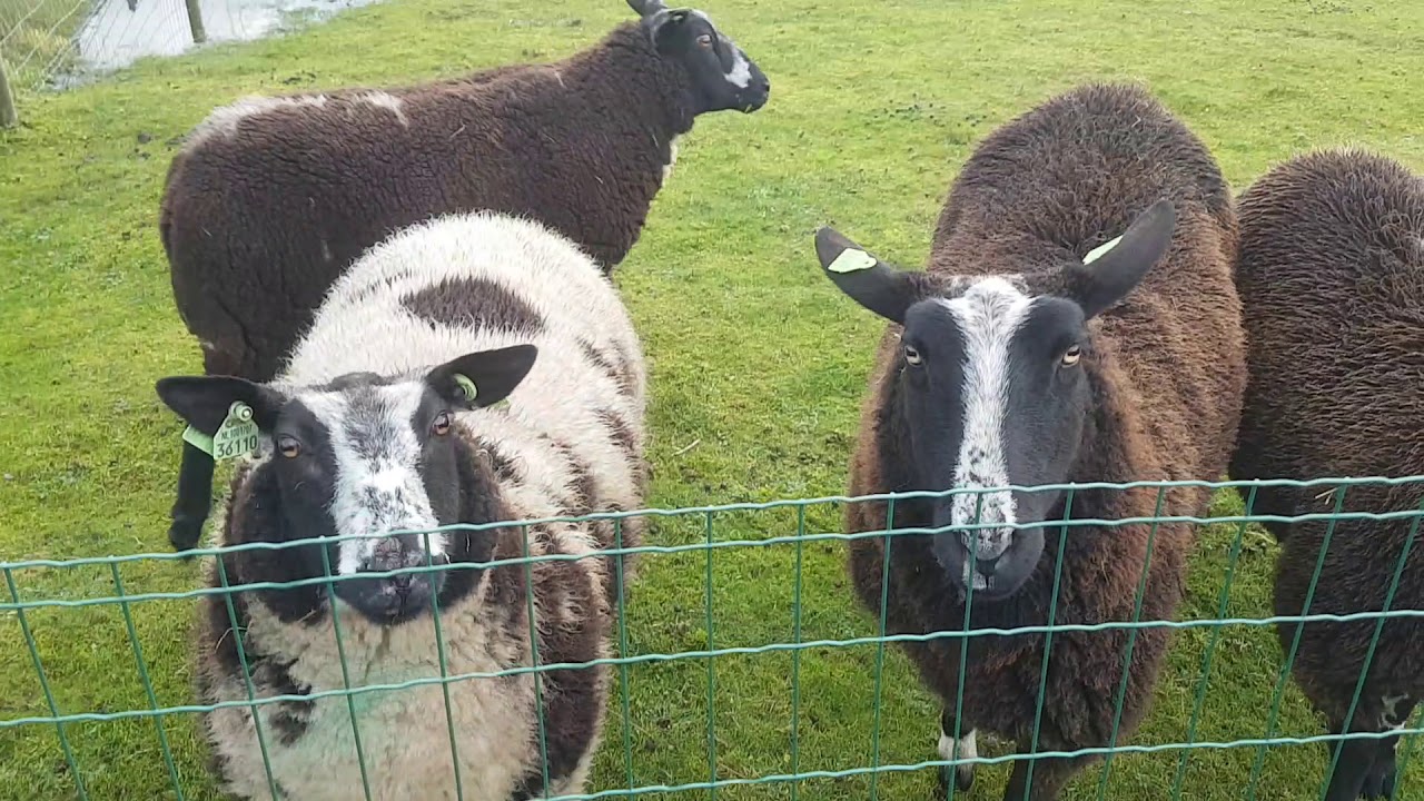 These sheep originate from the Balkan countries - YouTube