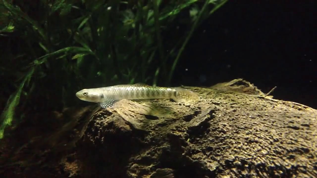Stiphodon sp. - Algázó géb - YouTube