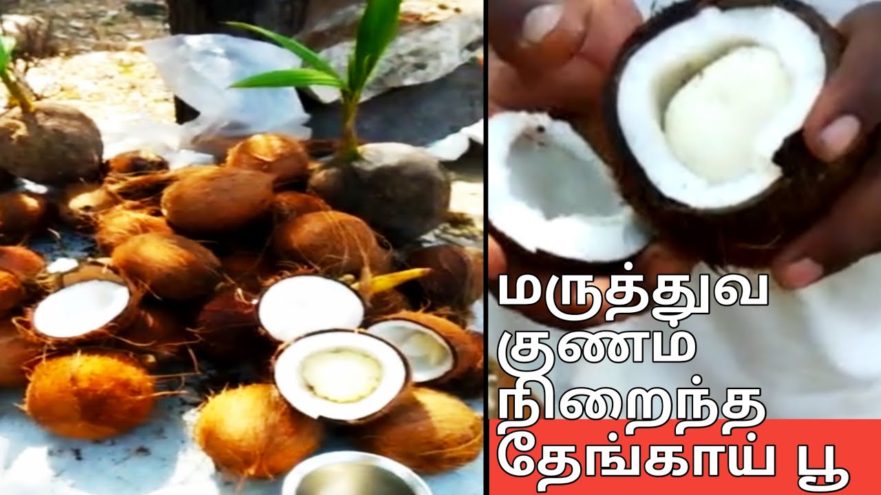 தேங்காய் பூ | Coconut Flower in Tamil | Thengai Poo | Health Tips in ...