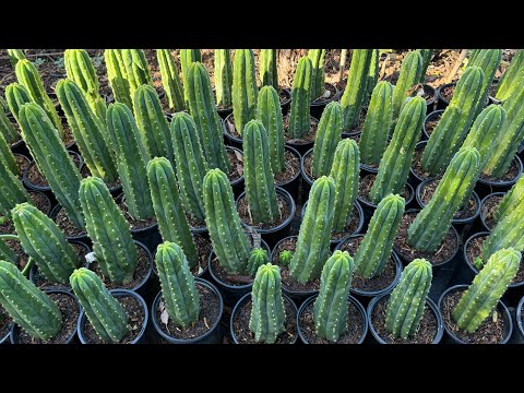 What is P.C. Cactus , ANSWERED !!! 