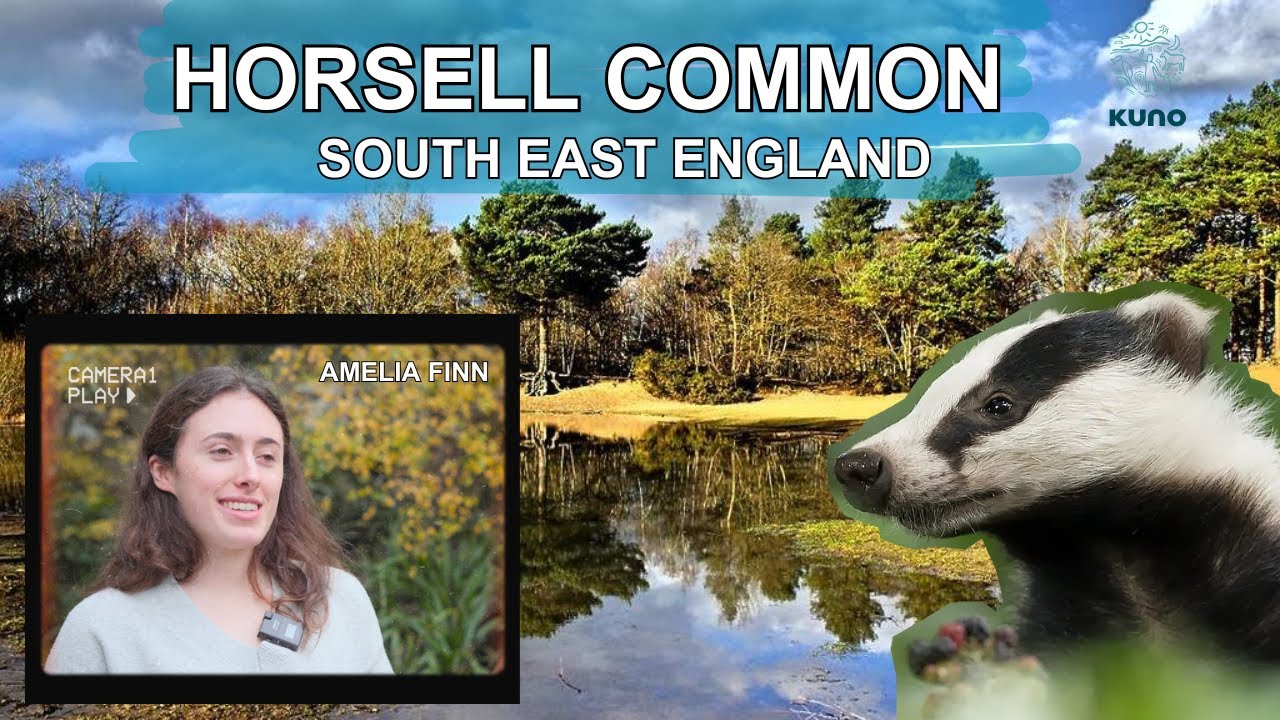 Horsell Common - South East England by Amelia Finn - YouTube