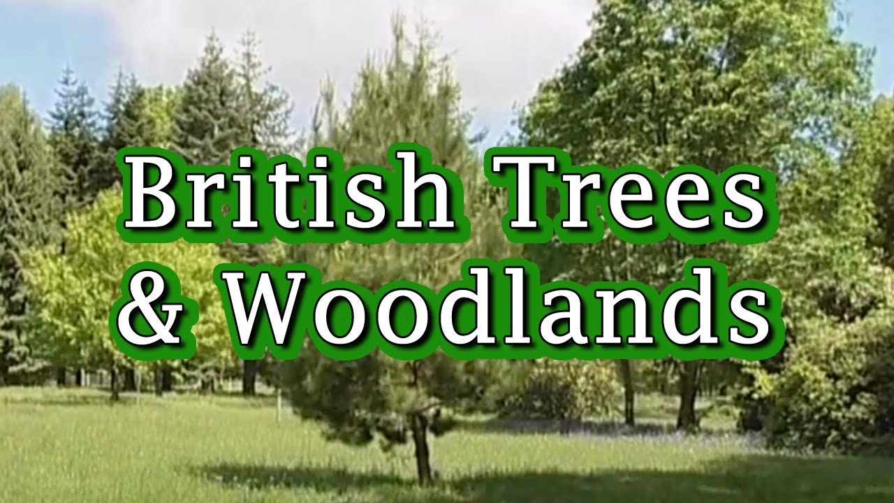 British Trees & Woodlands - YouTube