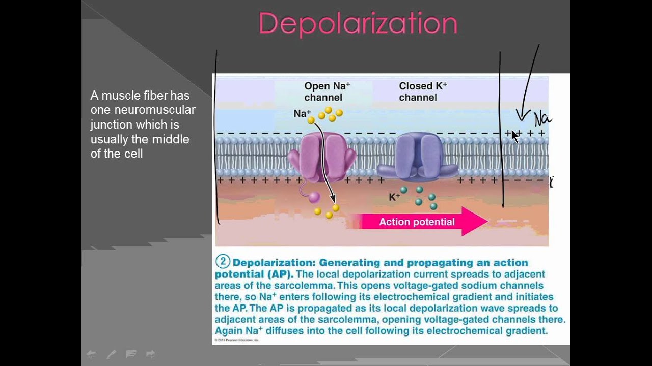 Muscle_physiology 2 - YouTube