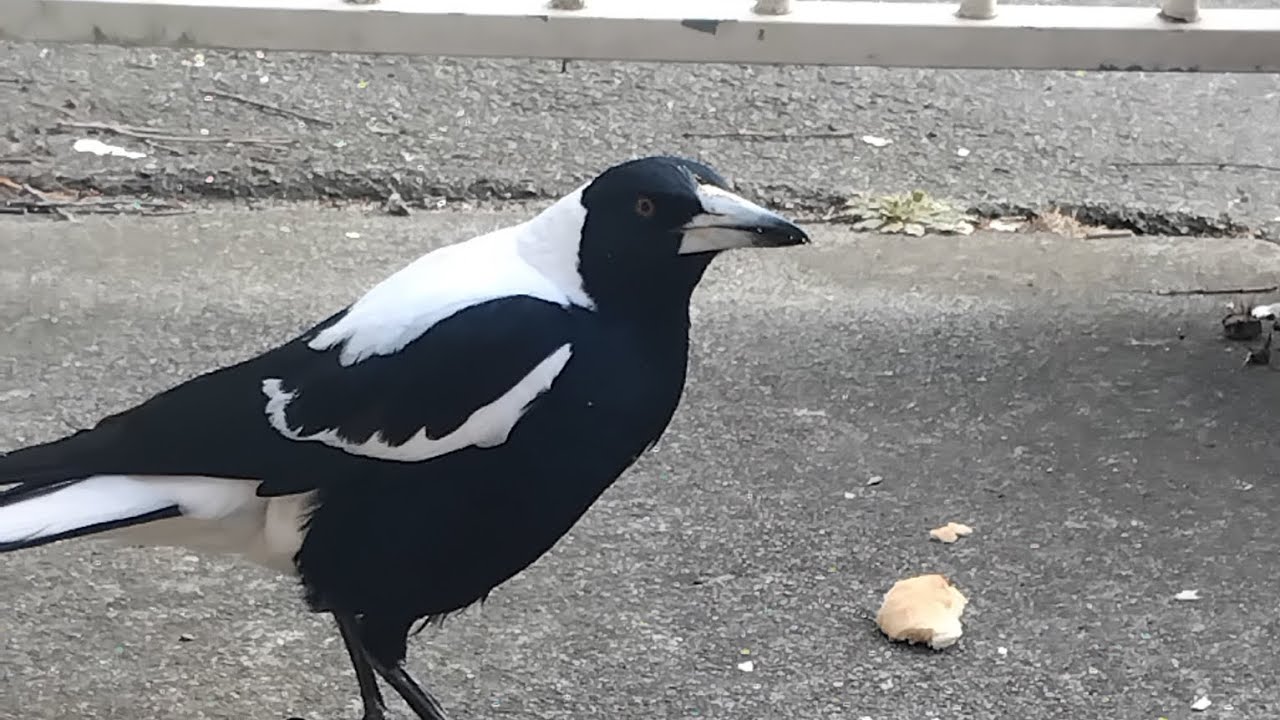 Glor (my Magpie friend) came back to see me - YouTube