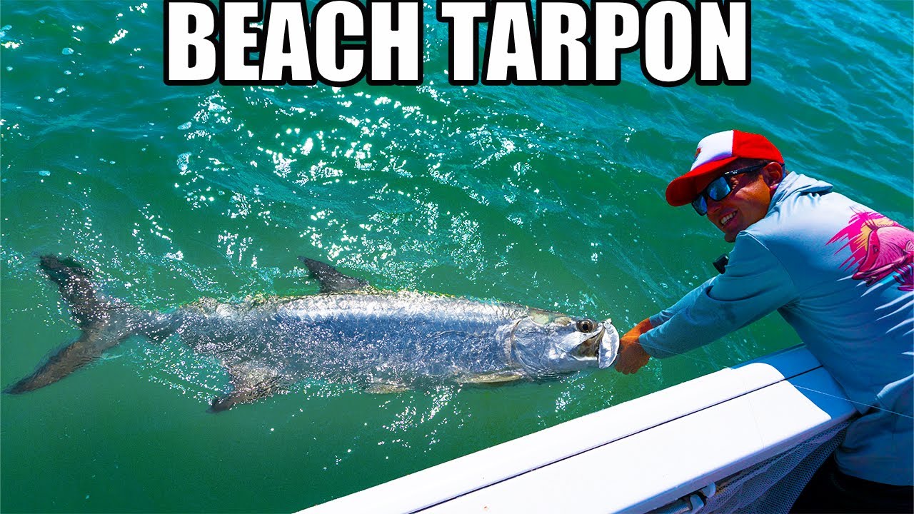 Beach Tarpon Fishing Tampa Bay! - YouTube