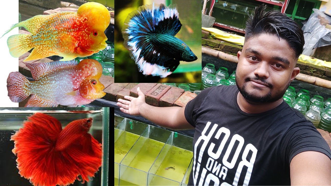 How Important betta Thailand and best flowerhorn farm Kolkata Broke The Internet - YouTube