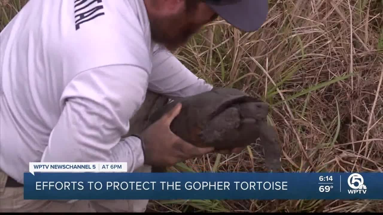 Florida works to protect gopher tortoises amid 'incredible' development ...