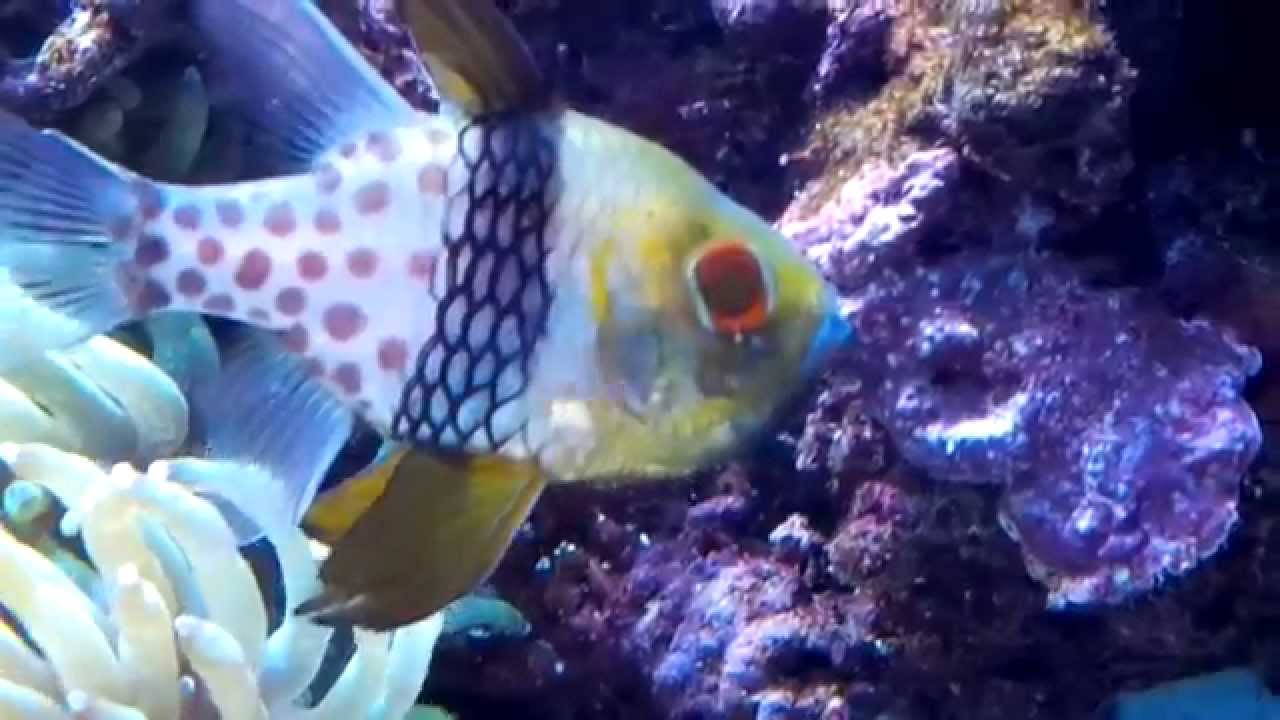 Pyjama Cardinal Fish mouthbrooding his eggs - YouTube