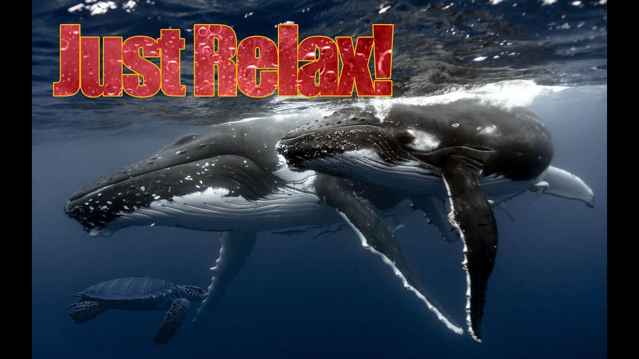 Relax! Take a few minutes to breathe, lay back and enjoy the sound of ...