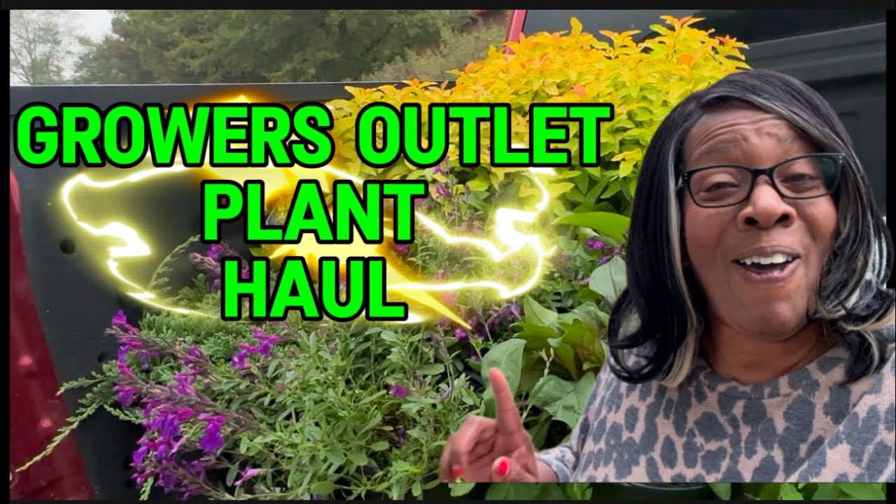 Visit to Local Garden Outlet | Plant Haul || Inspiring Garden Korner ...