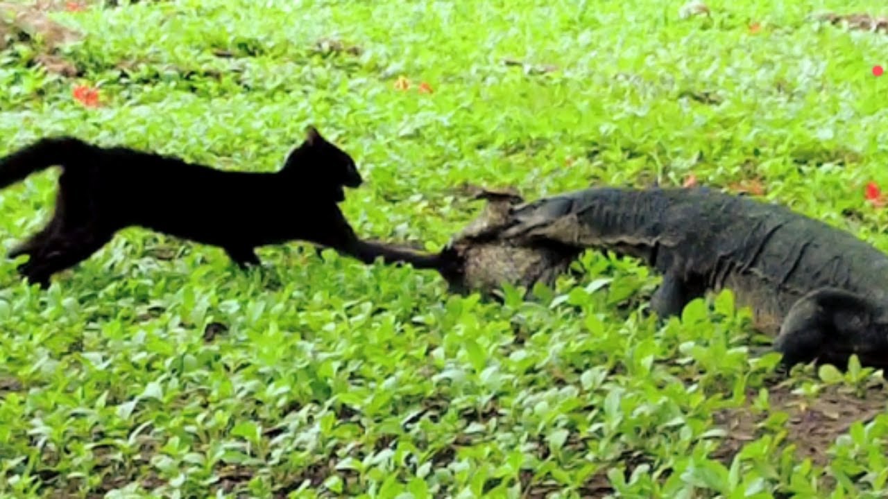 Crazy cat fights monitor lizard for food. - YouTube