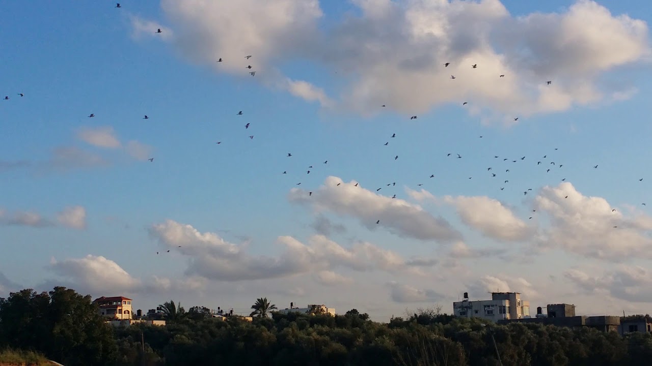 Birds in Gaza - YouTube