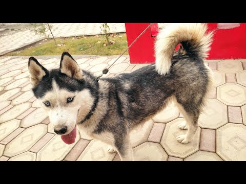 Хаски ити хакида 2022й