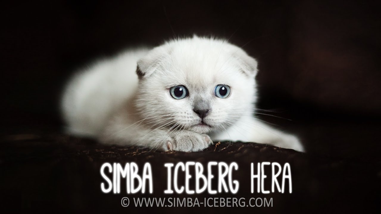 Scottish Fold kitten Simba Iceberg Hera (2 months 1 weeks old) - YouTube