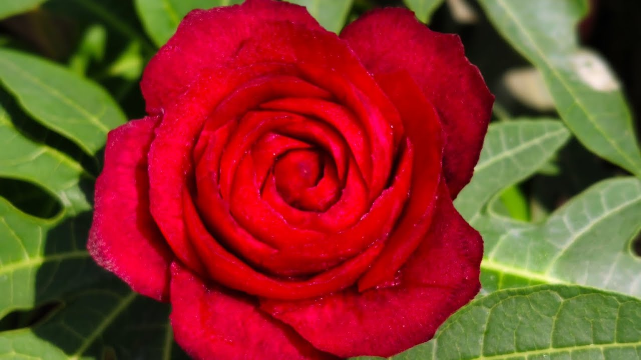 বিটরুট দিয়ে গোলাপ ফুল তৈরি | beetroot flower carving design 2025 - YouTube