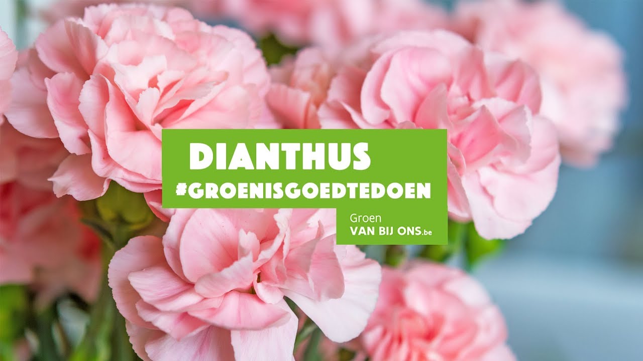 Anjer (Dianthus) langer vers houden I Groen is goed te doen! #4 I ...