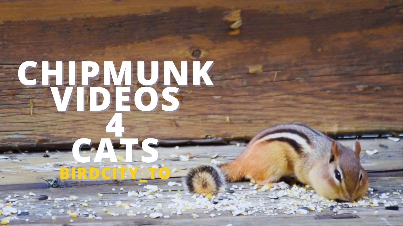 Chipmunk Videos for Cats! #chipmunkvideos - YouTube