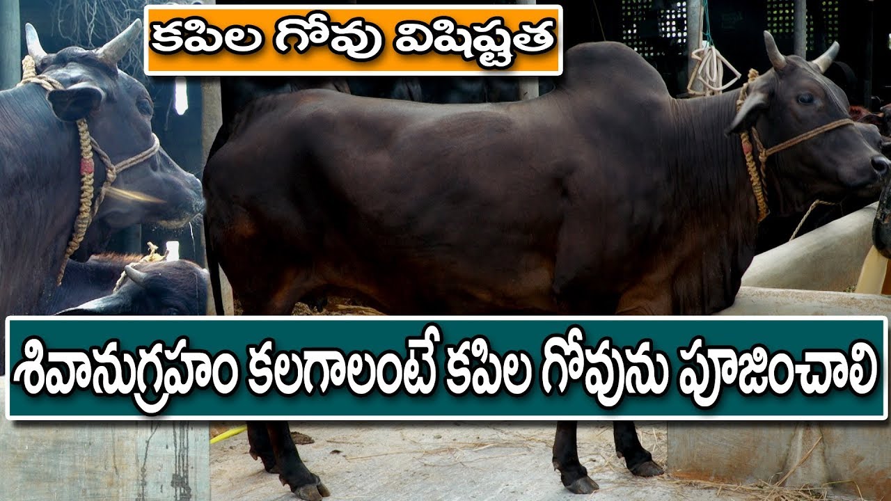 విశిష్ఠ జాతిగా కపిల గోవులు || Specialities Of Kapila cow Breed ...
