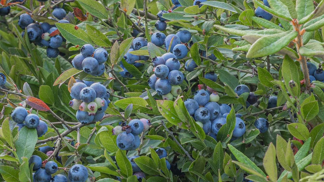 Wild Blueberries Poisonous