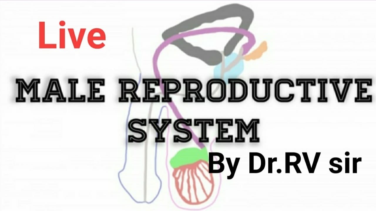 || UNIVERSE OF BIOLOGY ll MALE REPRODUCTIVE SYSTEM || HUMAN ...
