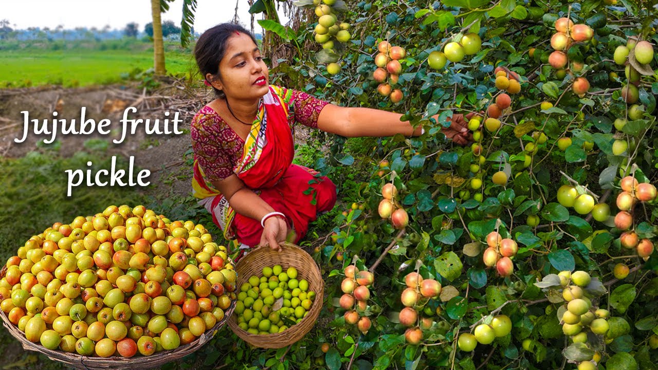 Jujube fruits, Sweet & Sour Jujube Pickle Recipe Made Them in ...