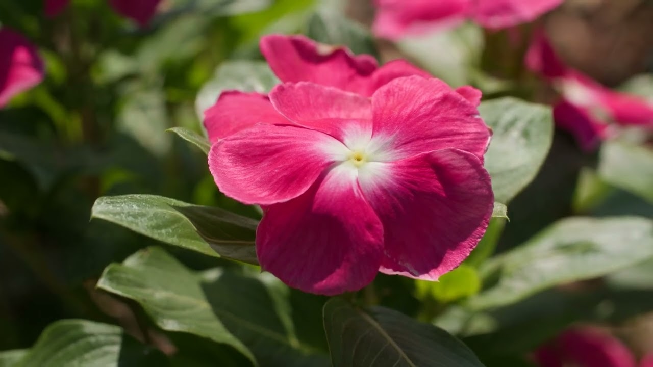 Pink Vinca Flower