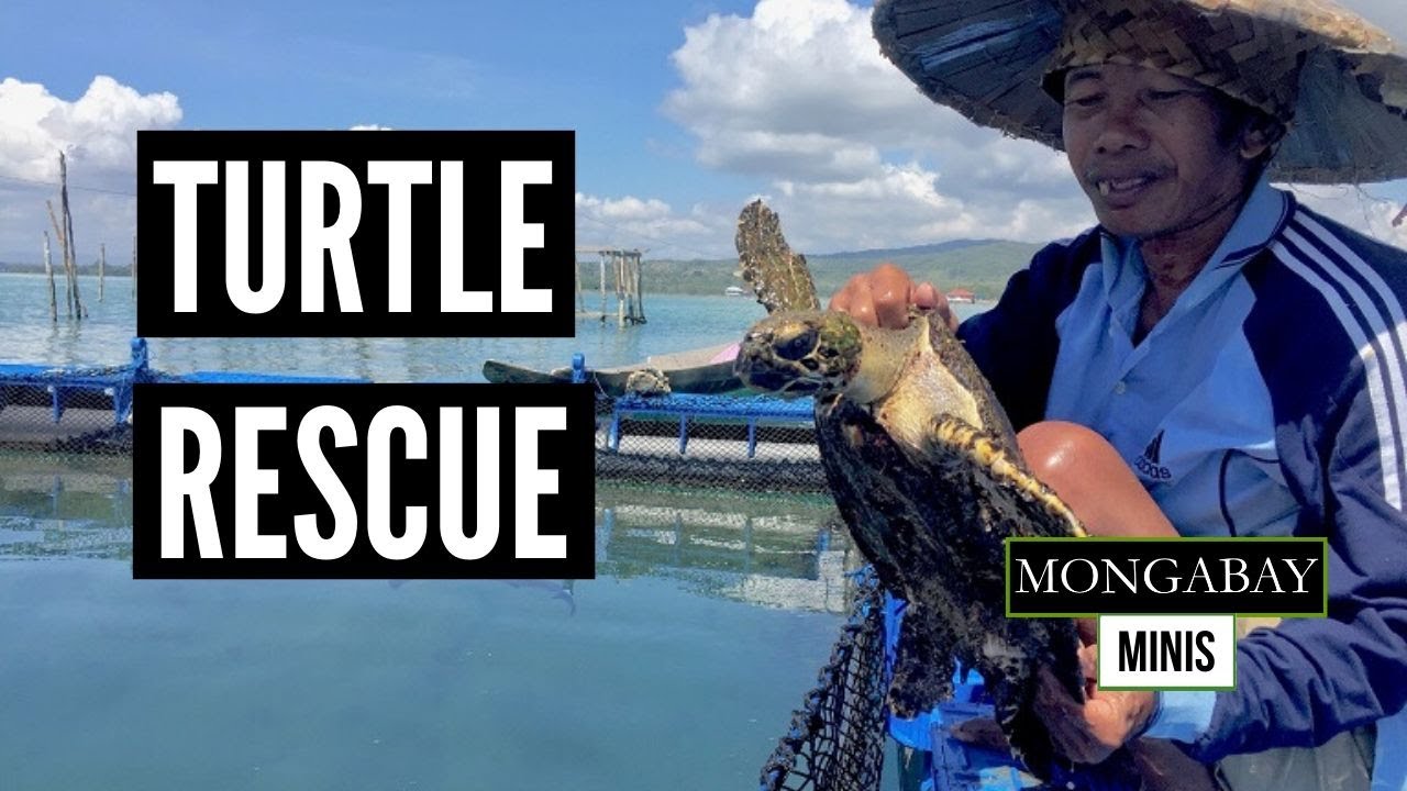 Sea Turtle Rescue: Meet the Indonesian man who saves turtles from being ...