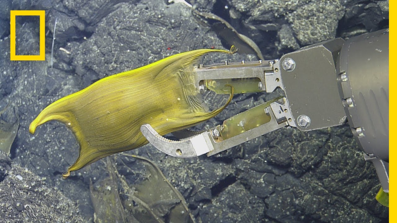Rare Video: Deep-Sea Creature Incubates Eggs on Hydrothermal Vents ...