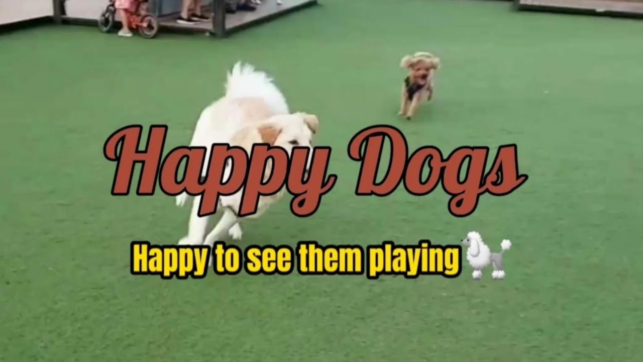 Happy Dogs - YouTube