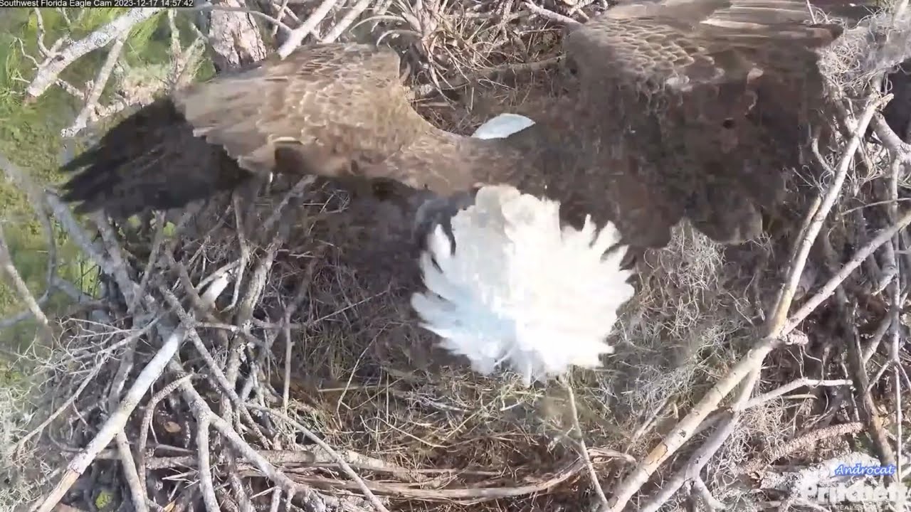 SWFEC 12-17-23. Windy Day Topples F23 on the Nest; M15 Delivers an Air ...