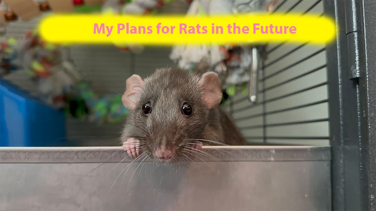 My Future Rat Plans! - YouTube