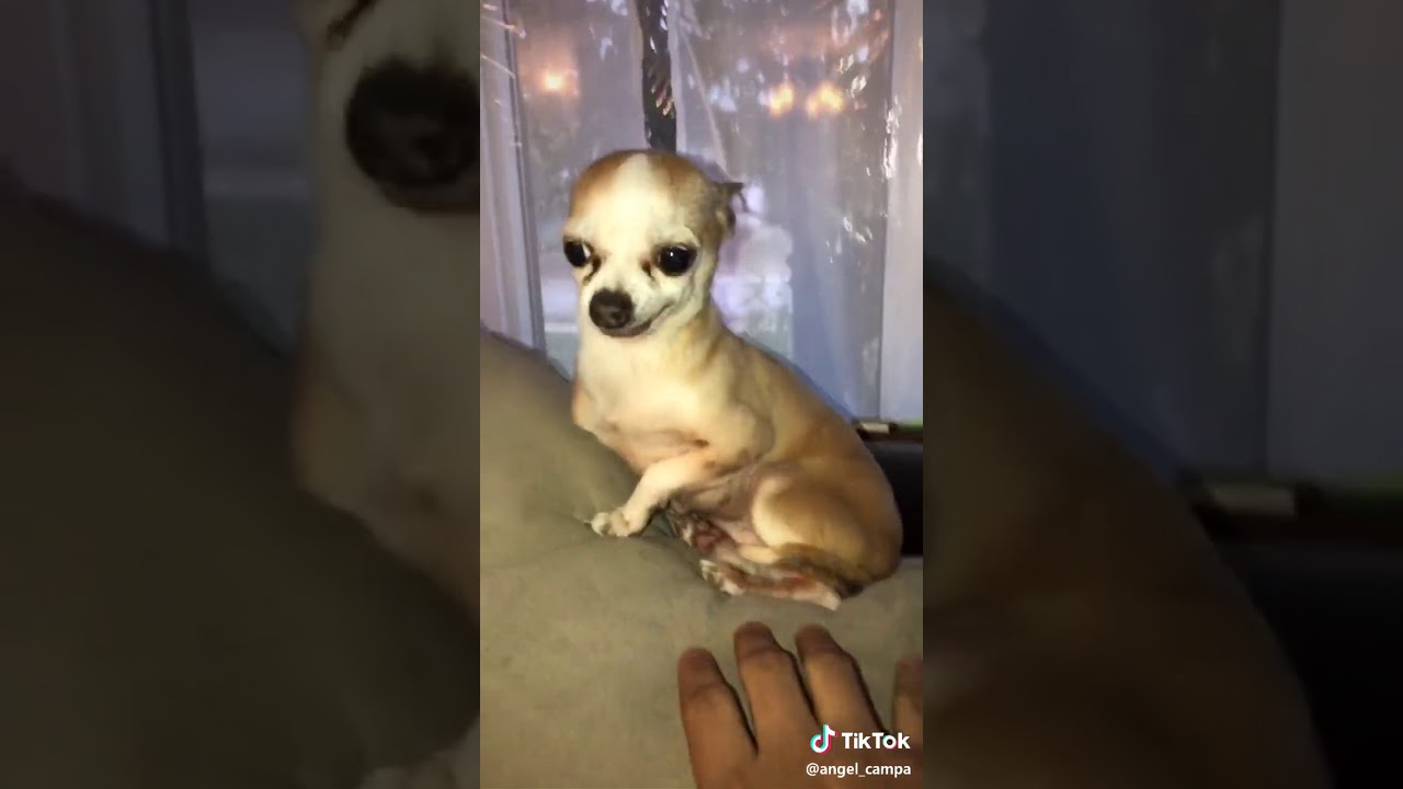 Slap the dog 😂 - YouTube