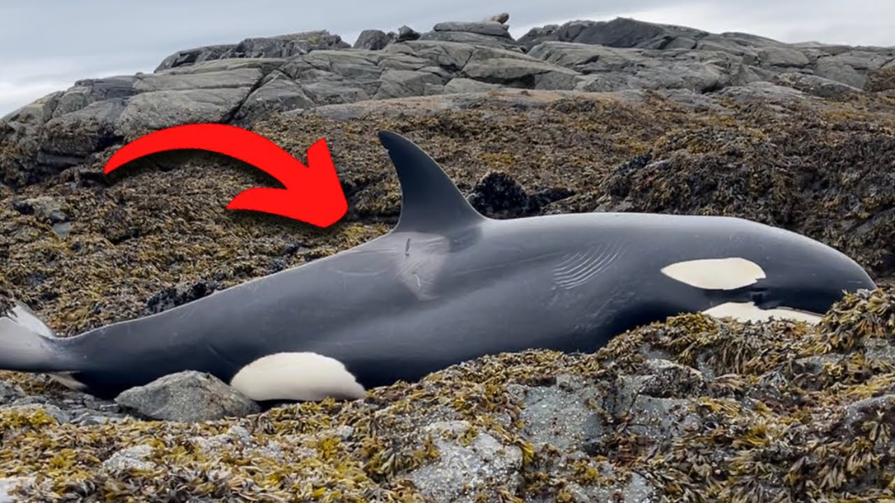 Rescuers witness incredible moment after responding to distressed Orca ...