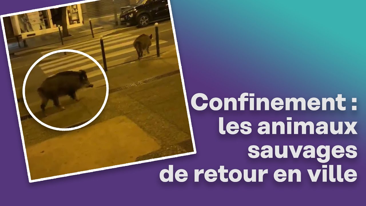 Les animaux sauvages de retour en ville, pendant le confinement - YouTube