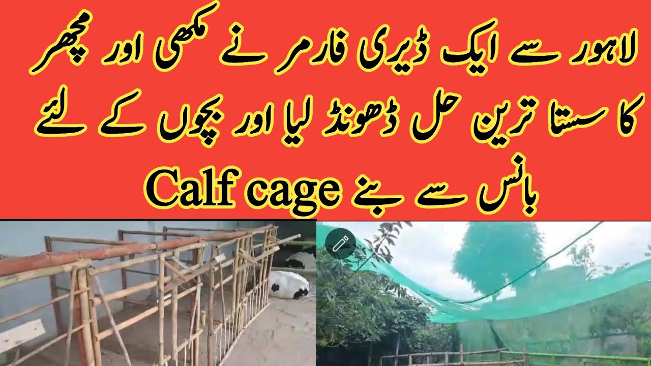 Best and cheap fly control II New calf cages II new style calf cages by ...