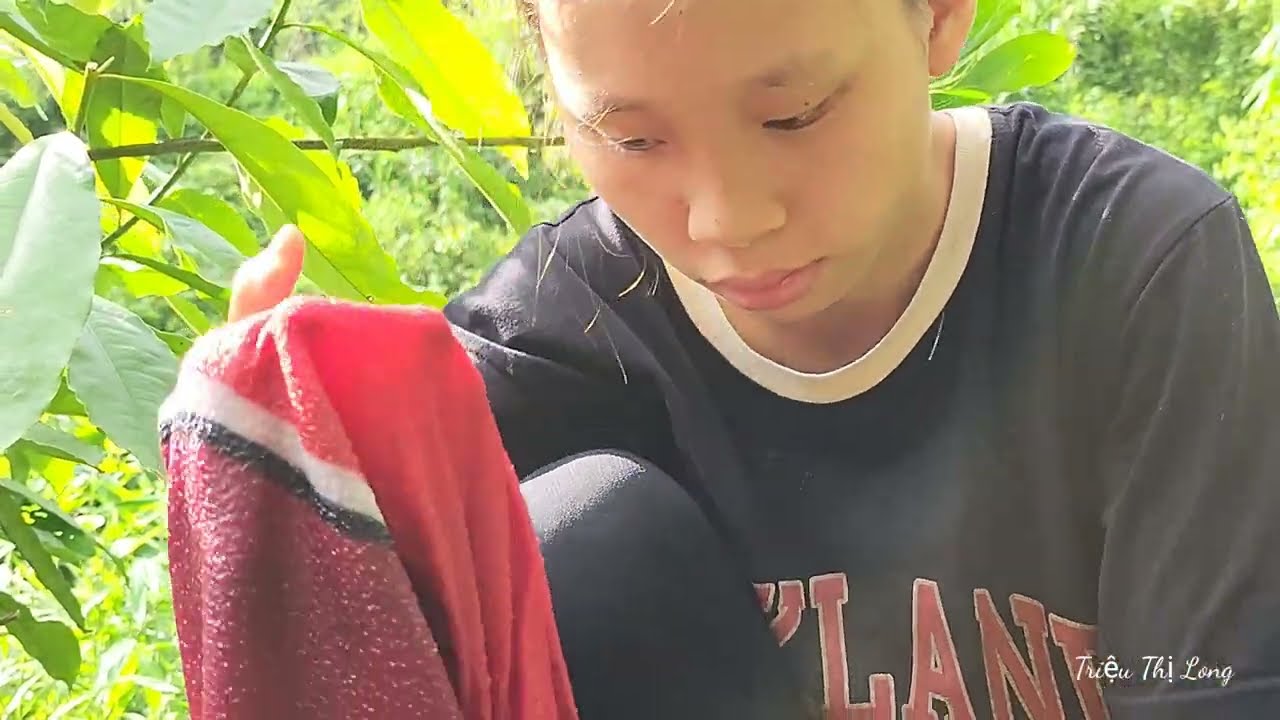 Collect jackfruit with your children to sell at the market and wash ...