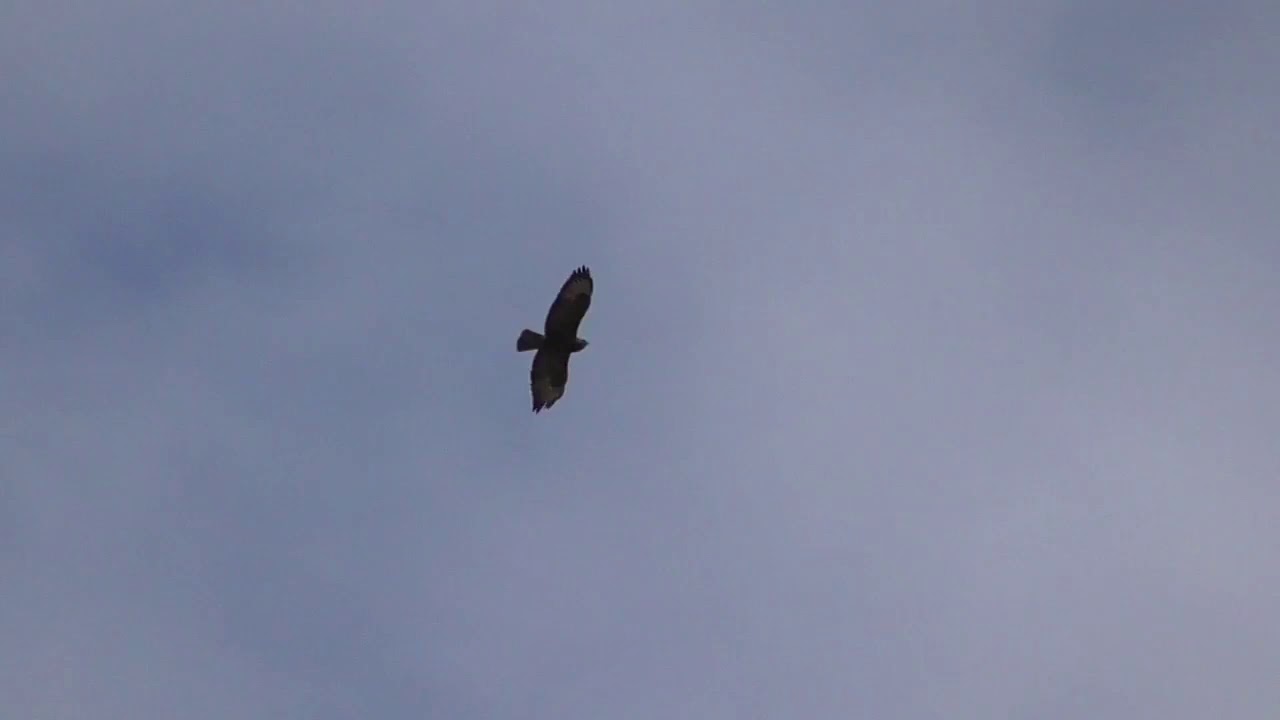 Buzzard in flight. Buzzard silhouette - YouTube