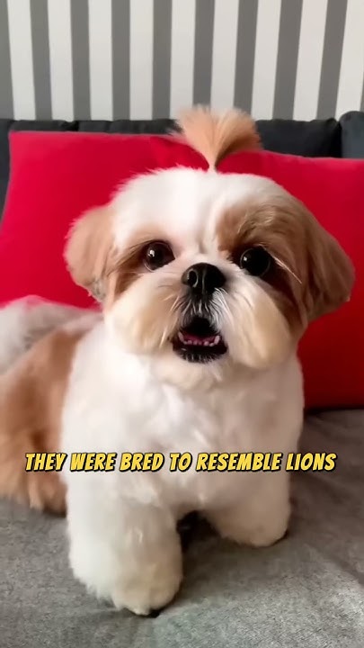Did You Know, Shih Tzu........ #shihtzu #puppy #cutedog #pets #funnydogs #shorts - YouTube