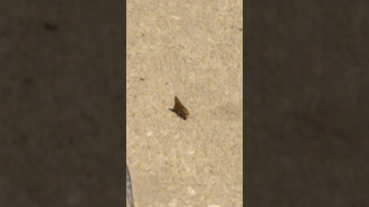 Moth Spinning? - YouTube