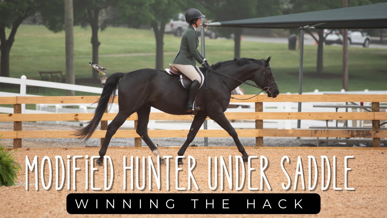 First Impression winning Modified Hunter Under Saddle at Wills Park ...