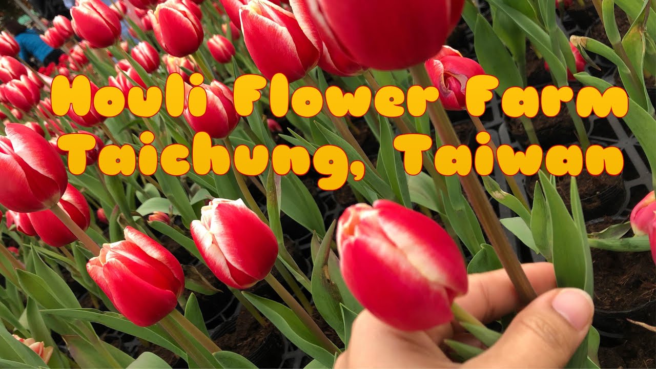 Taichung Flower Farm Address | Best Flower Site