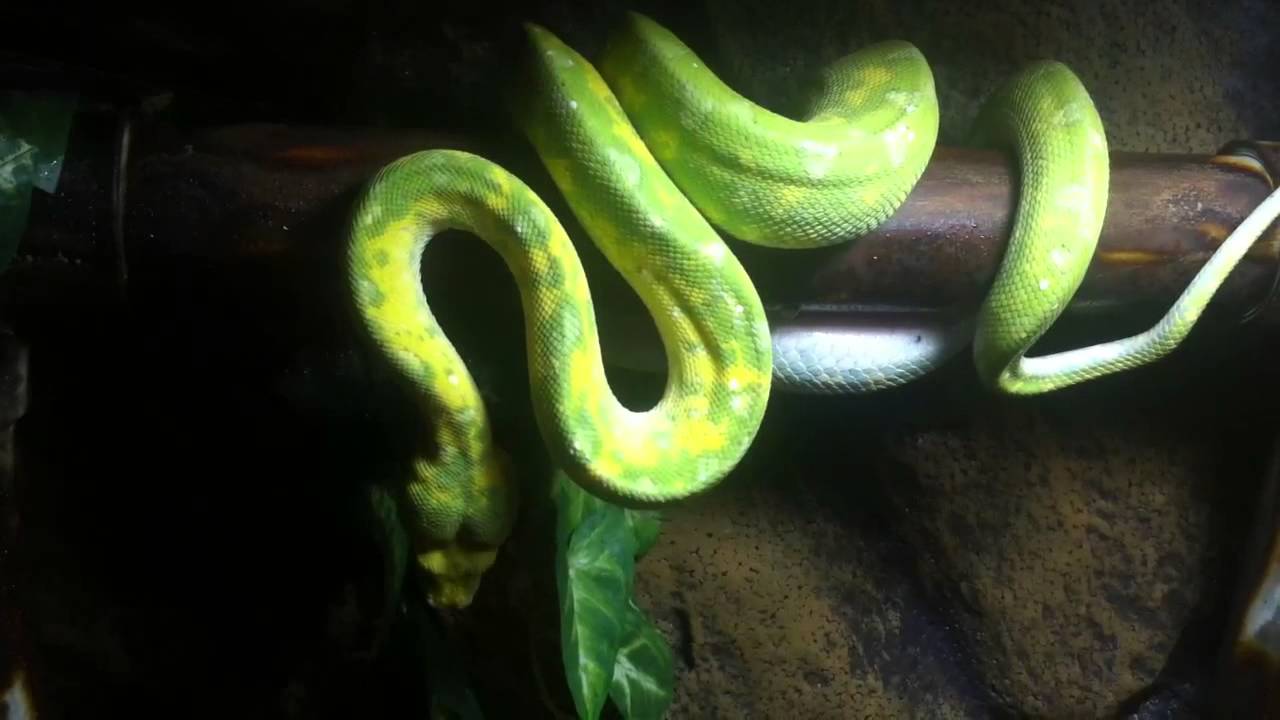 Green Tree Python Terrarium - YouTube
