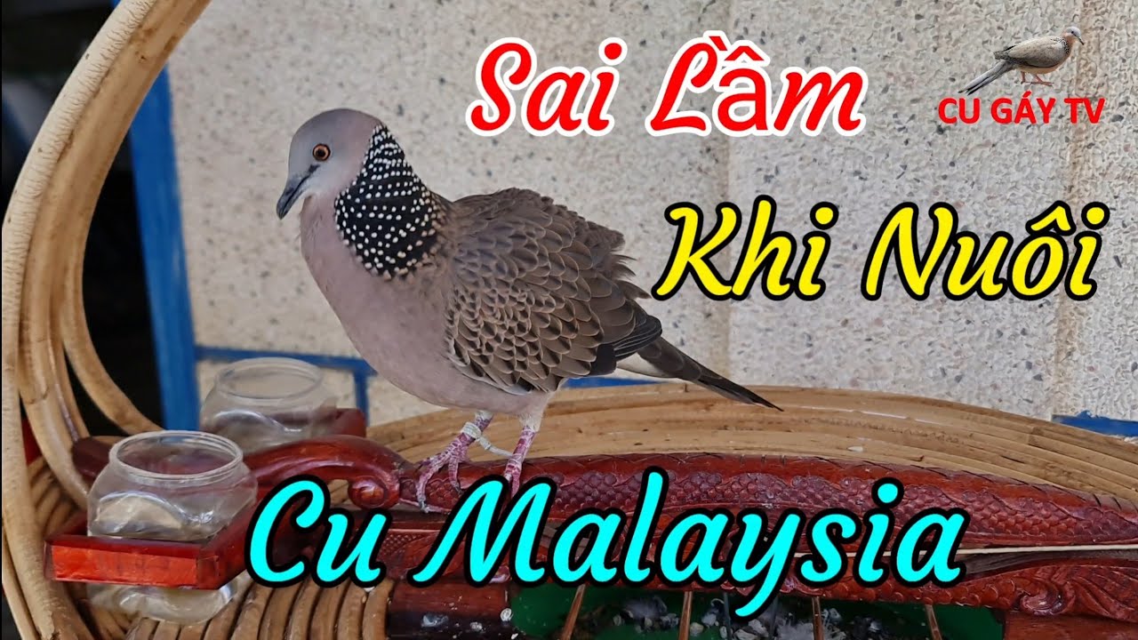 Sai Lầm Khi Nuôi Dòng Chim Cu Malaysia ! - YouTube