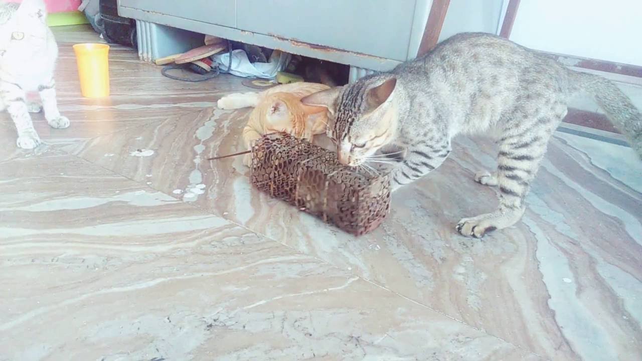 Cats catch rat - YouTube