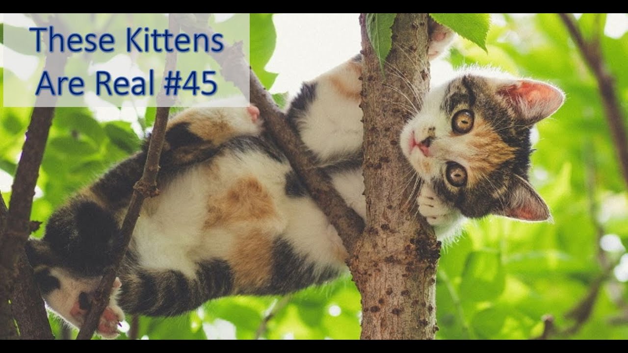 These Kittens are Real #45 - YouTube