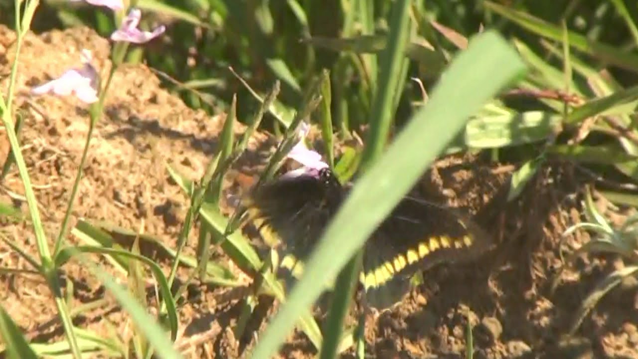 MARIPOSAS -Borde de oro (Battus polydamas) - YouTube