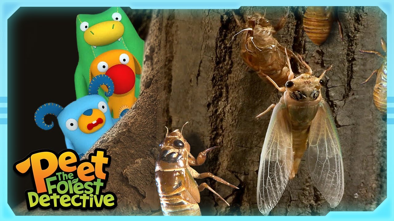 Empty Bug Shell Mystery... Cicadas?! | Nature Stories For Kids | Peet The Forest Detective - YouTube