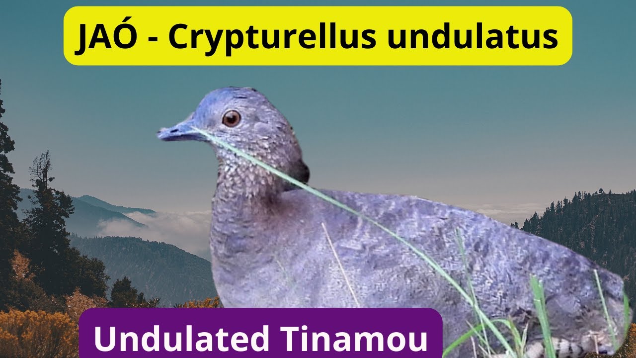 JAÓ Cantando MUITO na MATA - Crypturellus undulatus - Undulated Tinamou ...